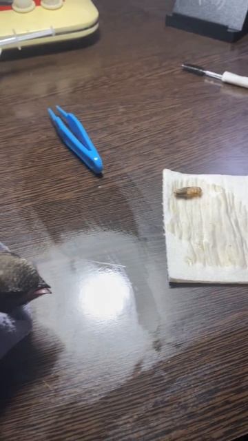 Как накормить стрижа зофобасом