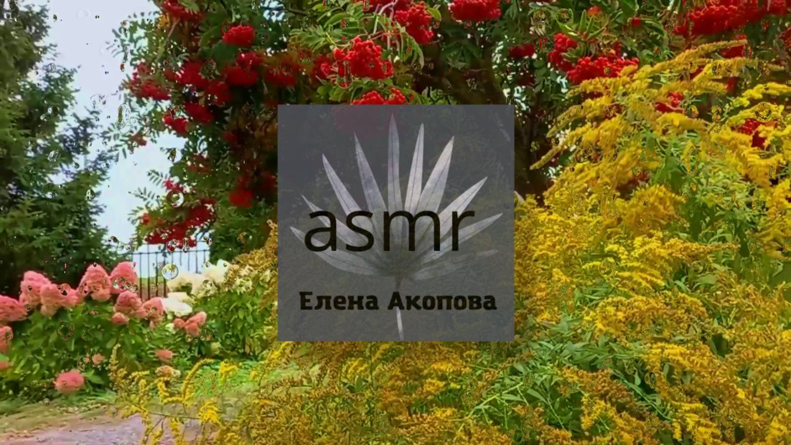 Гортензия и рябина в начале осени. Дождь. АСМР