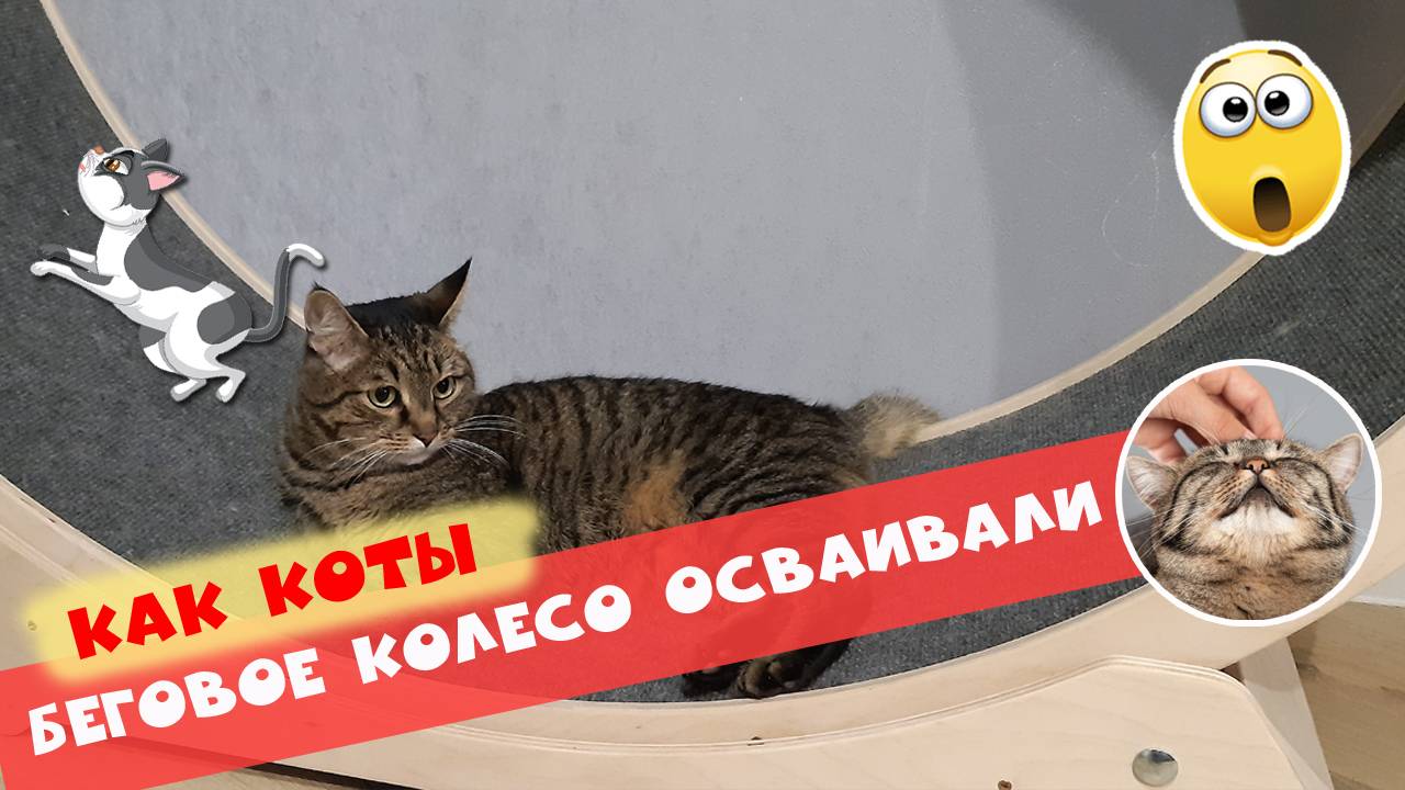 Собираем беговое колесо для котов🎡🐈