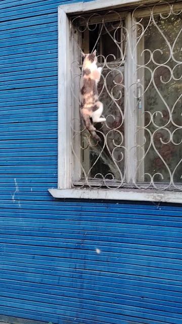 Кот-Форточник ©20250912