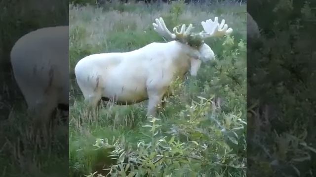 Царь леса ...