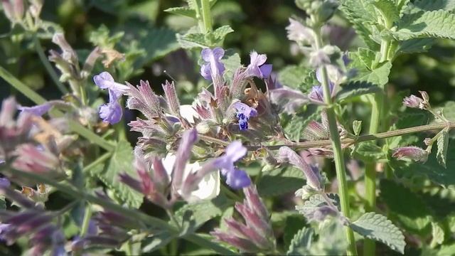 Бабочка Капустница