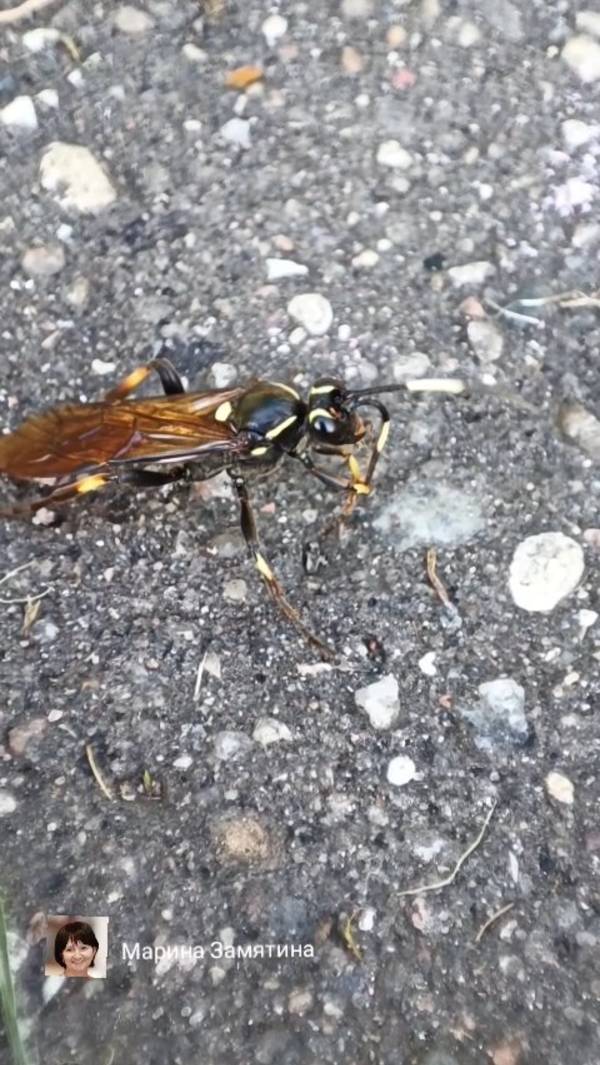 Оса чистит усики.