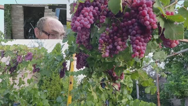 Виноград Элегия для домашнего вина-супер