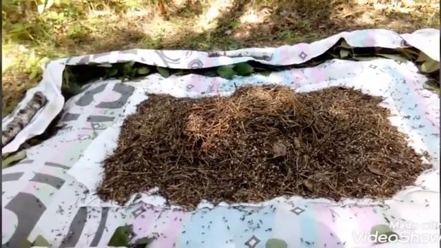 Как собрать муравьиные яйца