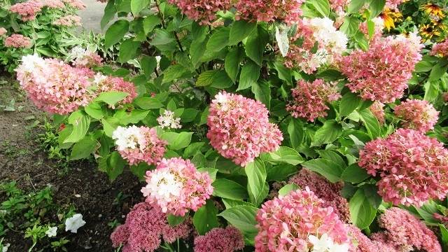 3 варианта обрезки гортензий чтобы придать нужную форму кусту и соцветиям