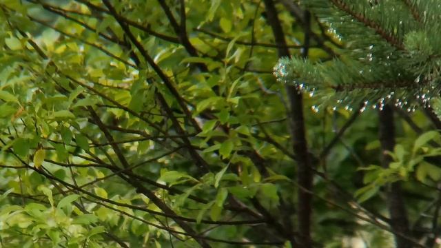 Жулан сорокопут: поймал и съел.