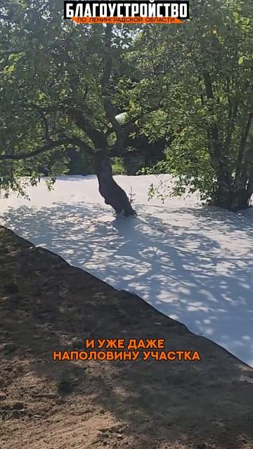 Белоостров: от мусора к чистому участку — финальные шаги