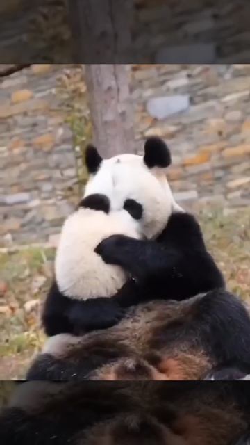 Милые панды )