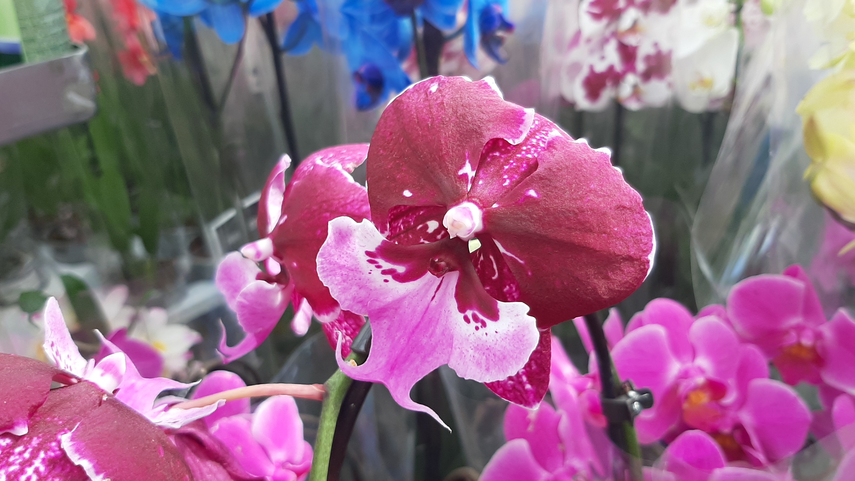 13.09.2025г. Обзор орхидей в с/ц Планета лета.