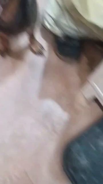 собака Кирилла