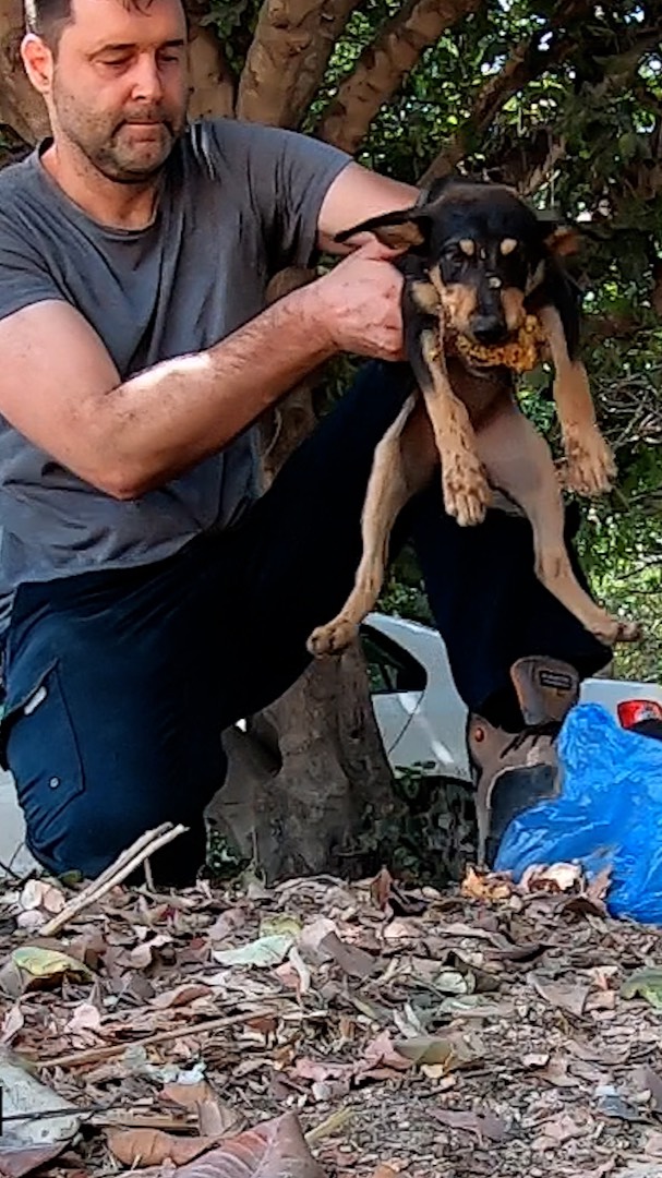 Я нашел щенка на заброшенной стоянке. История про малышку Доби