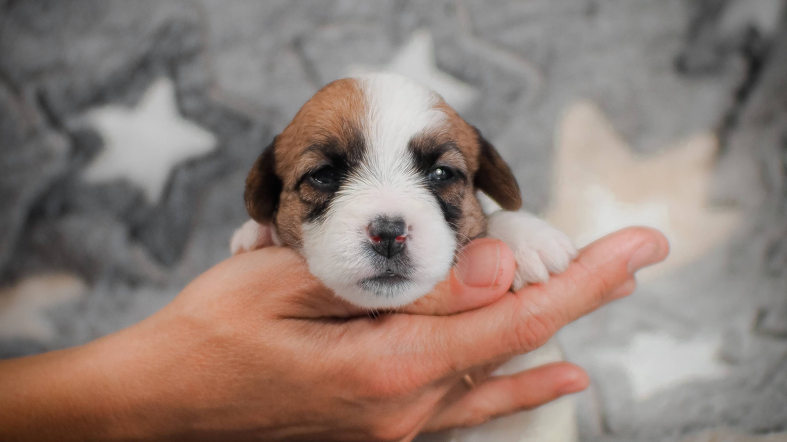 Коб2_брыж_ДРТ