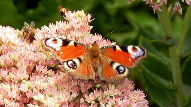 Бабочки Павлиний глаз