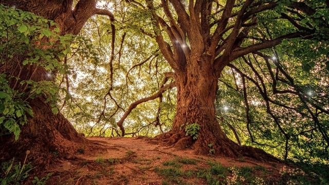 405 Hz Лесная Медитация 🍃