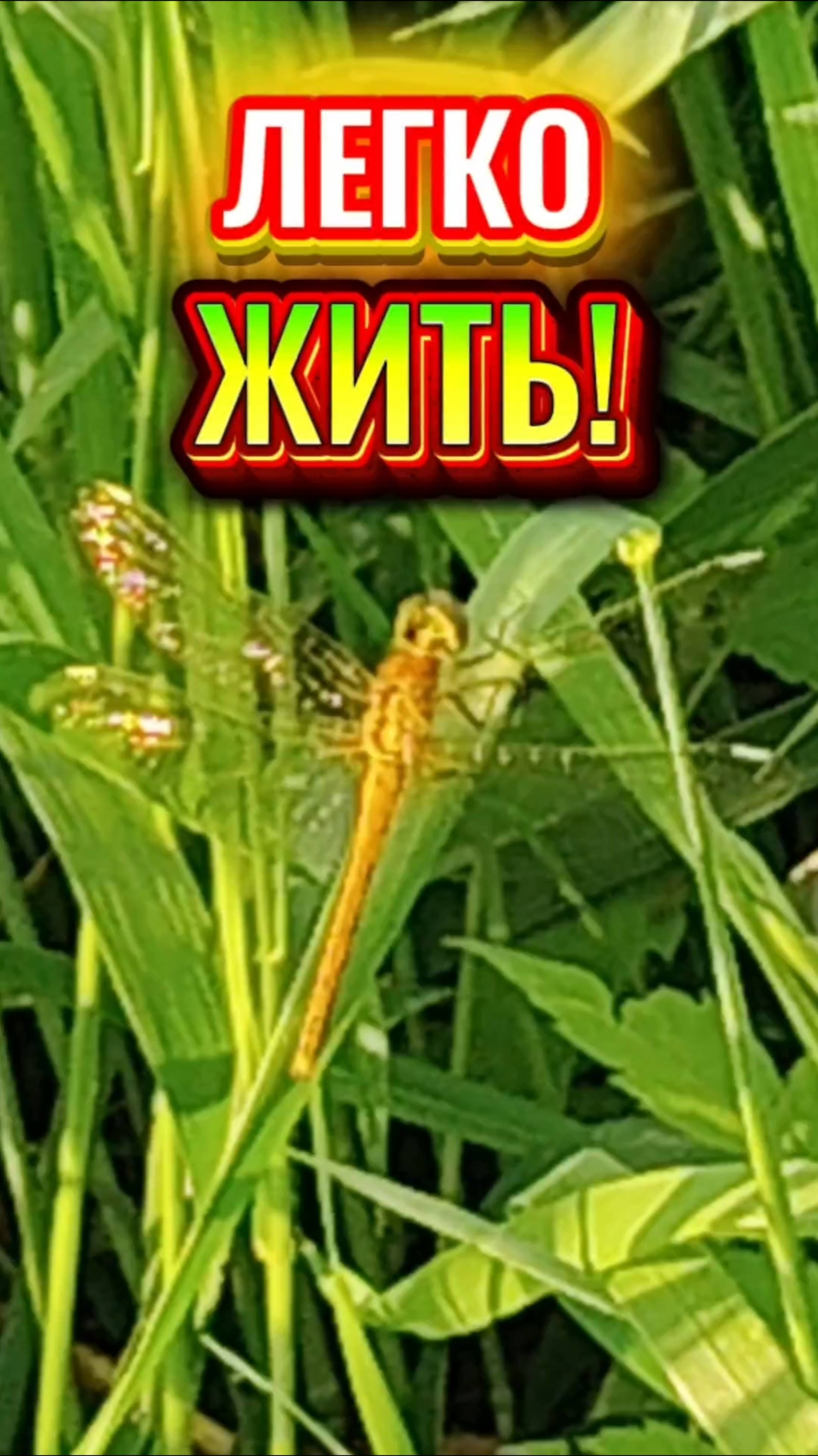 ЛЕГКО ЖИТЬ!