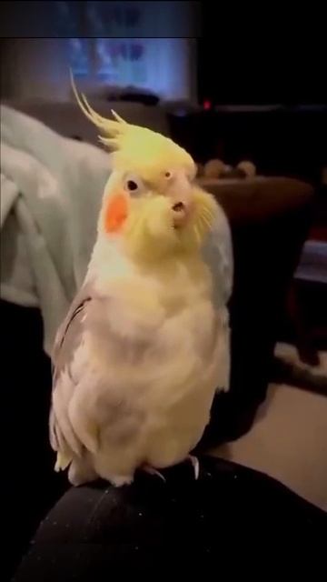 Ария попугая )