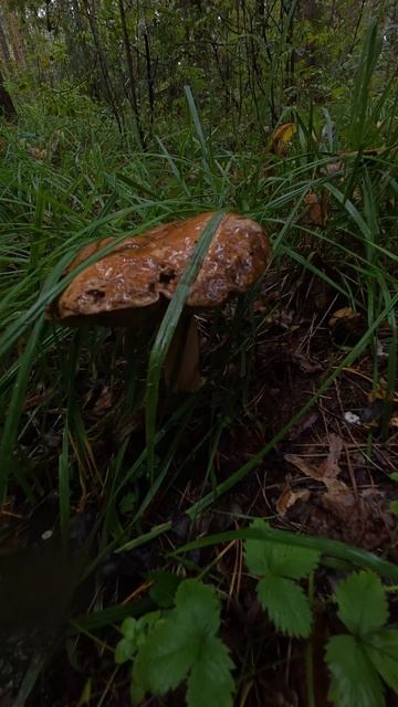 Грибалка в Марий Эл 3