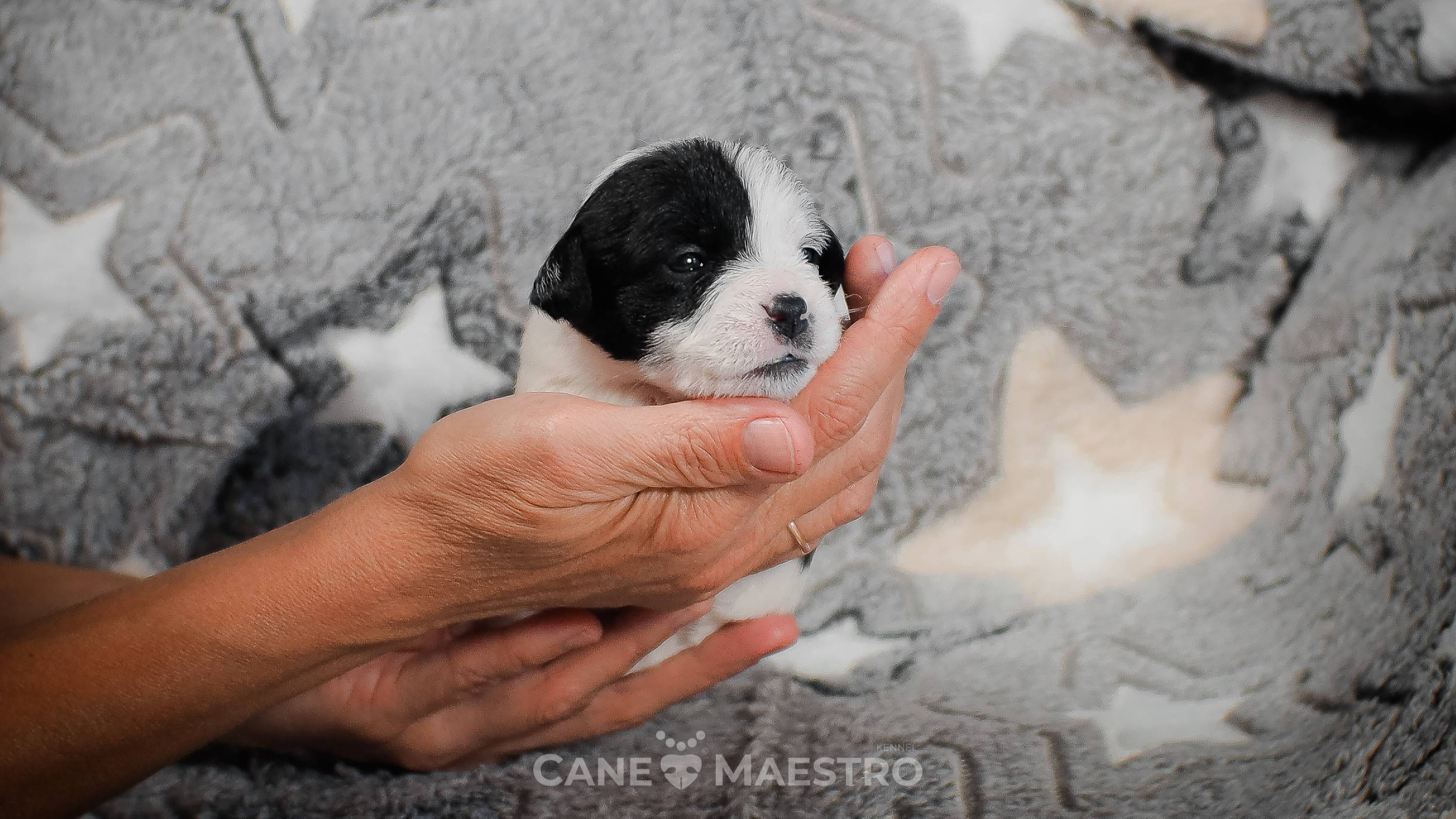 Монокль_ЧБ_КОБЛ