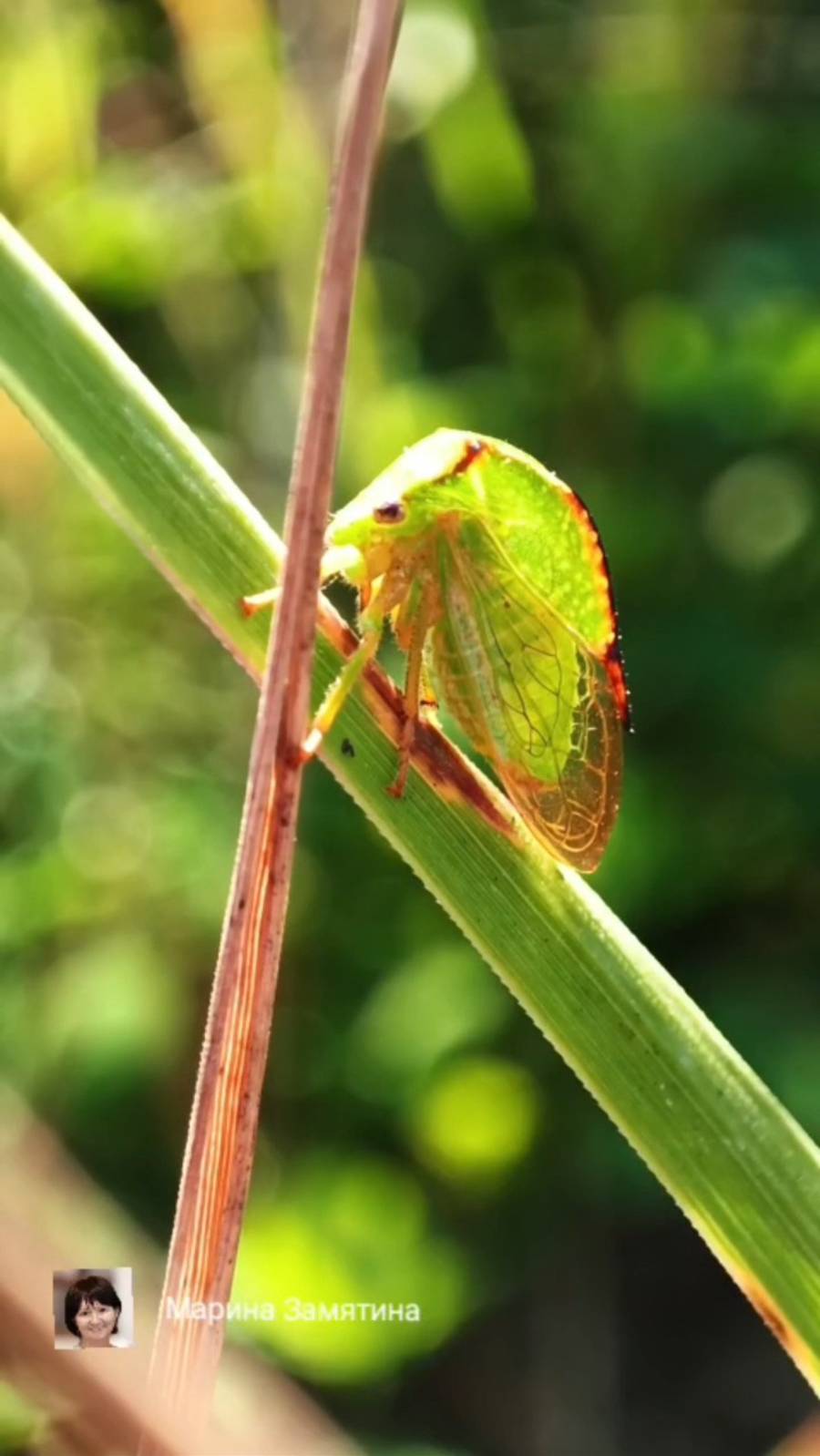 Бодушка бизонья.