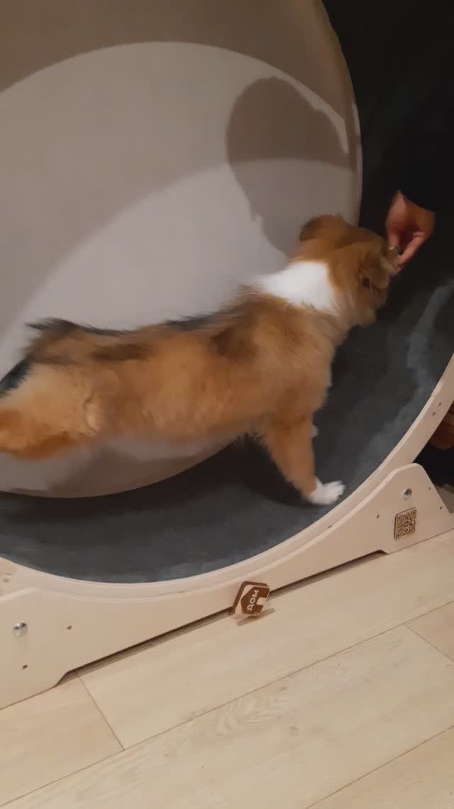 Все бегут бегут🐕🐈