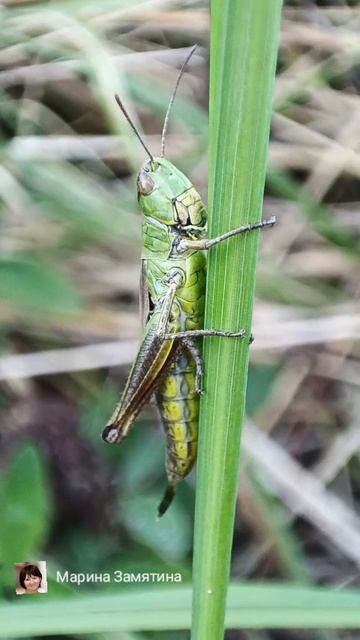 Природа и кузнечики.