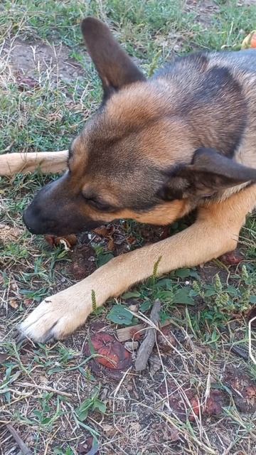 Сезон грецких орехов открыт