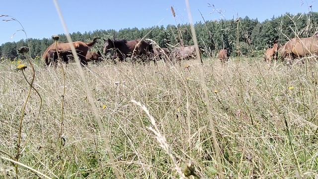 Август. Пастбище. Табун.