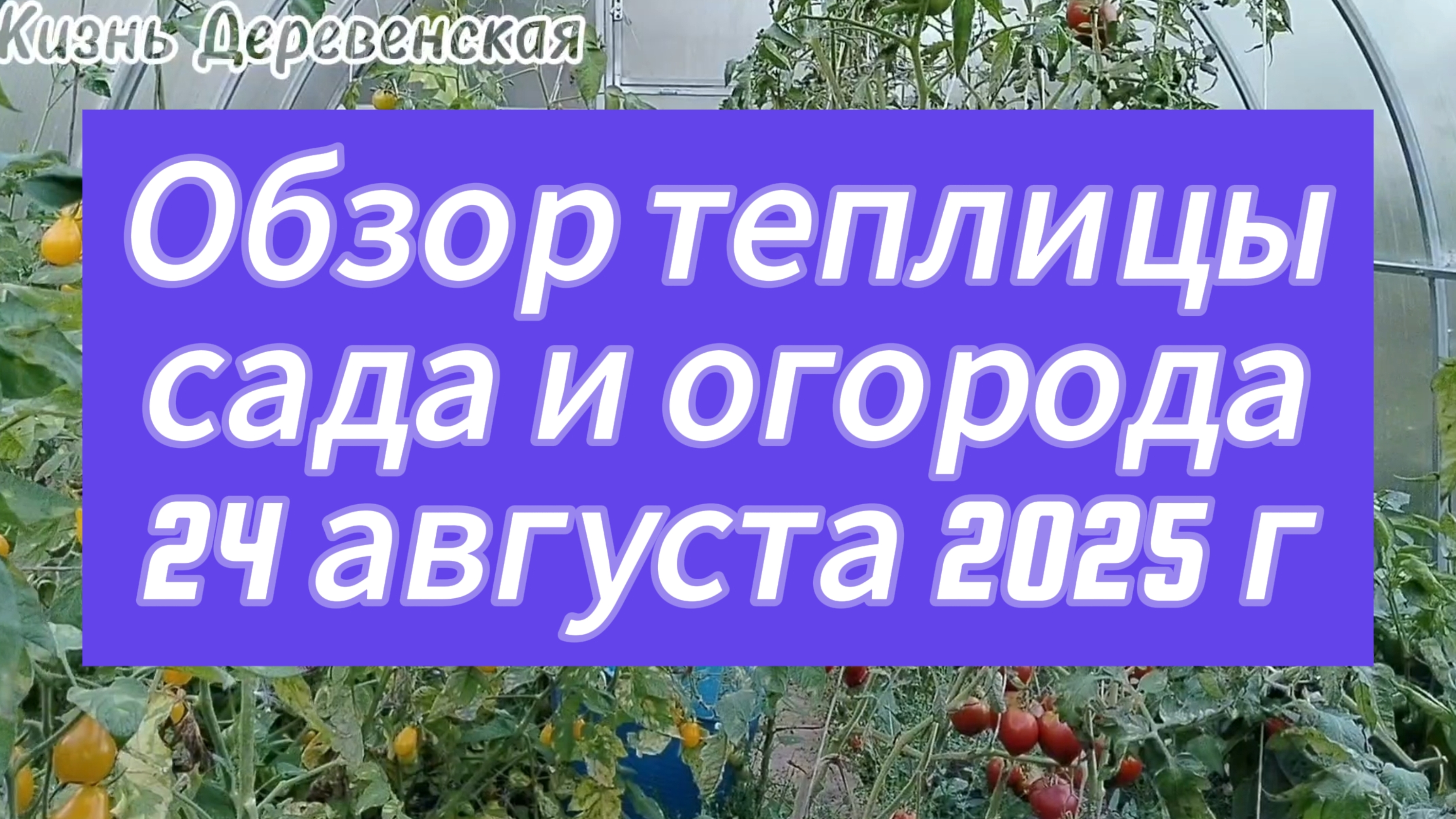 Теплица 24 августа 2025 года.Обзор сада и огорода.