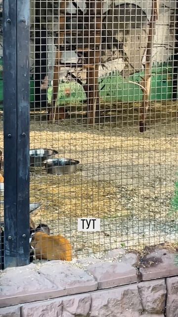 Морские свинки в Ивановском зоопарке