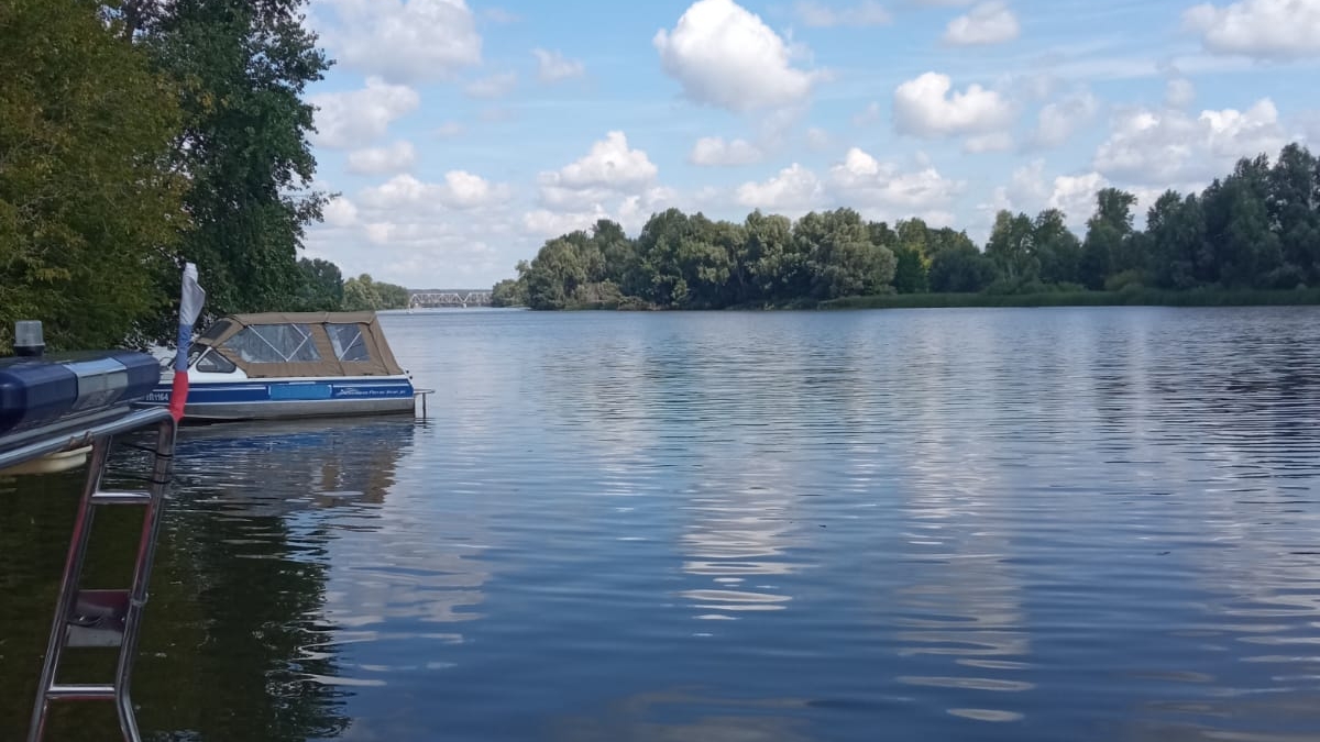 Черемшан июль 2025