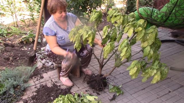 Спасаю аукубу.