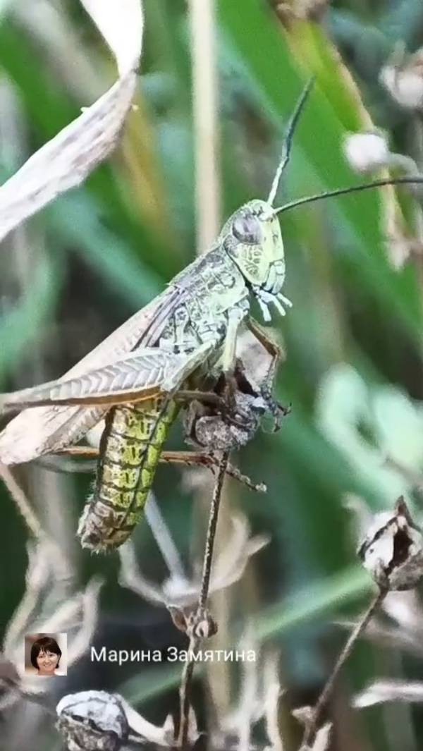 Кузнечик.