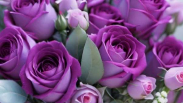 Открытки день рождения женщине красивые с пожеланиями