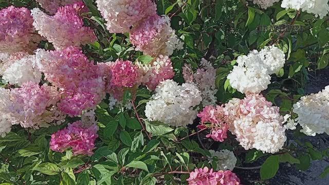 АПТЕКАРСКИЙ  ОГОРОД  В МОСКВЕ   МГУ имени М.В. Ломоносова  . Экскурсии В Москве