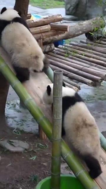 Веселые панды )