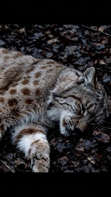 Осуждение - "Браконьерство и гибель редкой рыси под Калининградом - 10 сентября 2025".