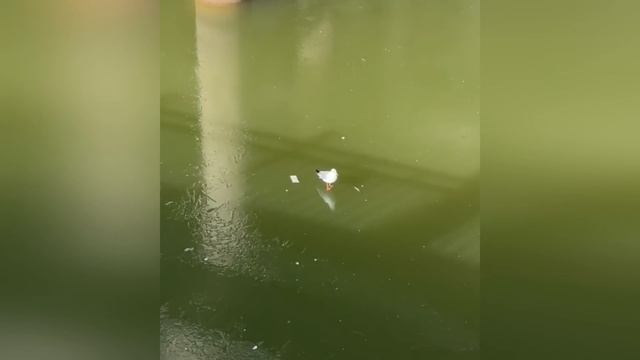 Смешные животные