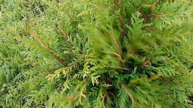 Груша в сентябре