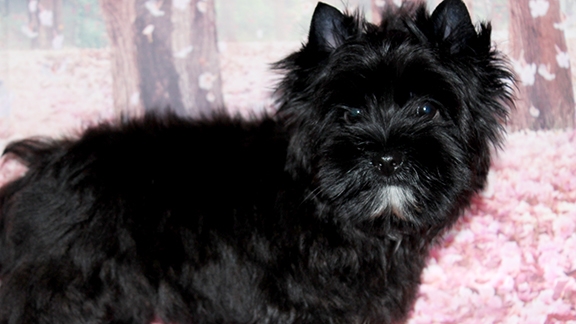 Еще один мужчина в нашем Бабьем царстве) Знакомьтесь Кай!