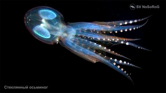 Где и на какой глубине встречается Стеклянный осьминог (Glass octopus) — Vitreledonella richardi ?