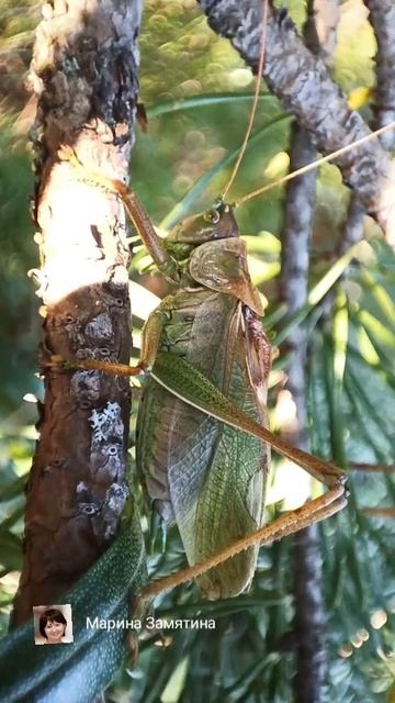 Певчий кузнечик.