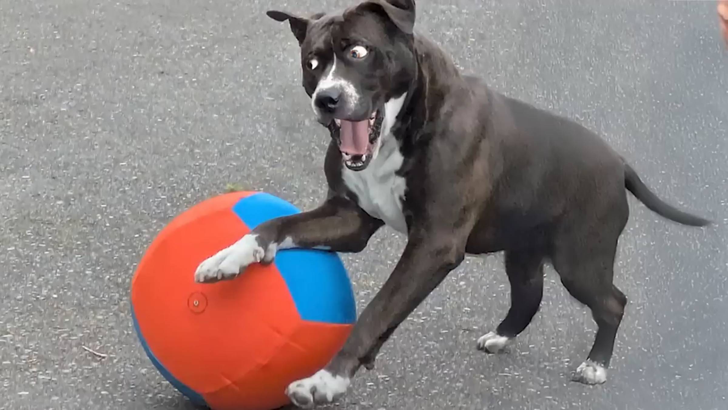 🐶 Собаки — комики, которые заслуживают 2 Оскара 🐶😁 Самые смешные видео с животными