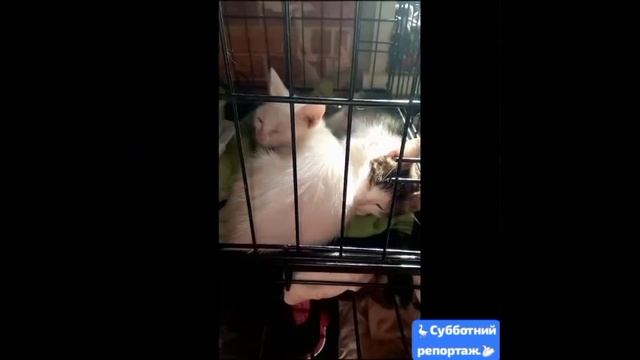 Репортаж из одной передержки. Суббота. Осень. 40 кошек и 4 собаки. Семья дружная.