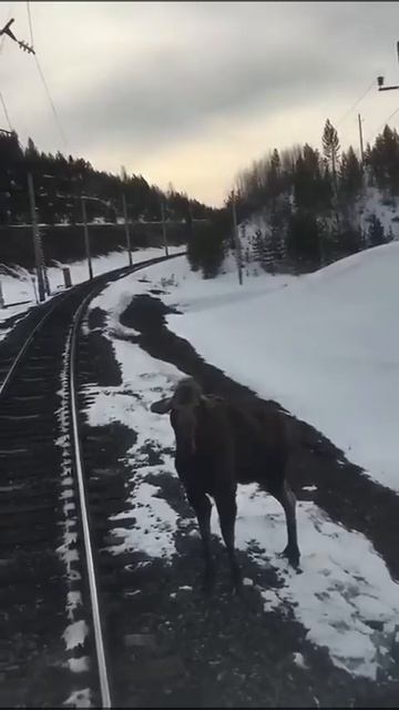 Лось напал на тепловоз