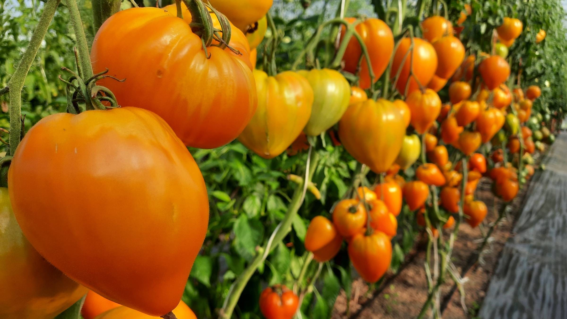 Надежные и проверенные сорта томатов