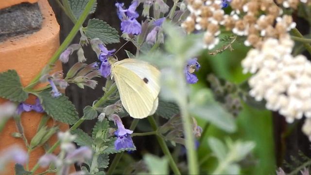 Бабочка Павлиний глаз