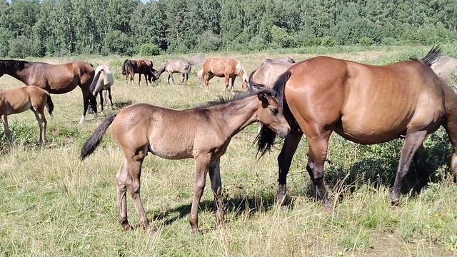 Жизнь в табуне