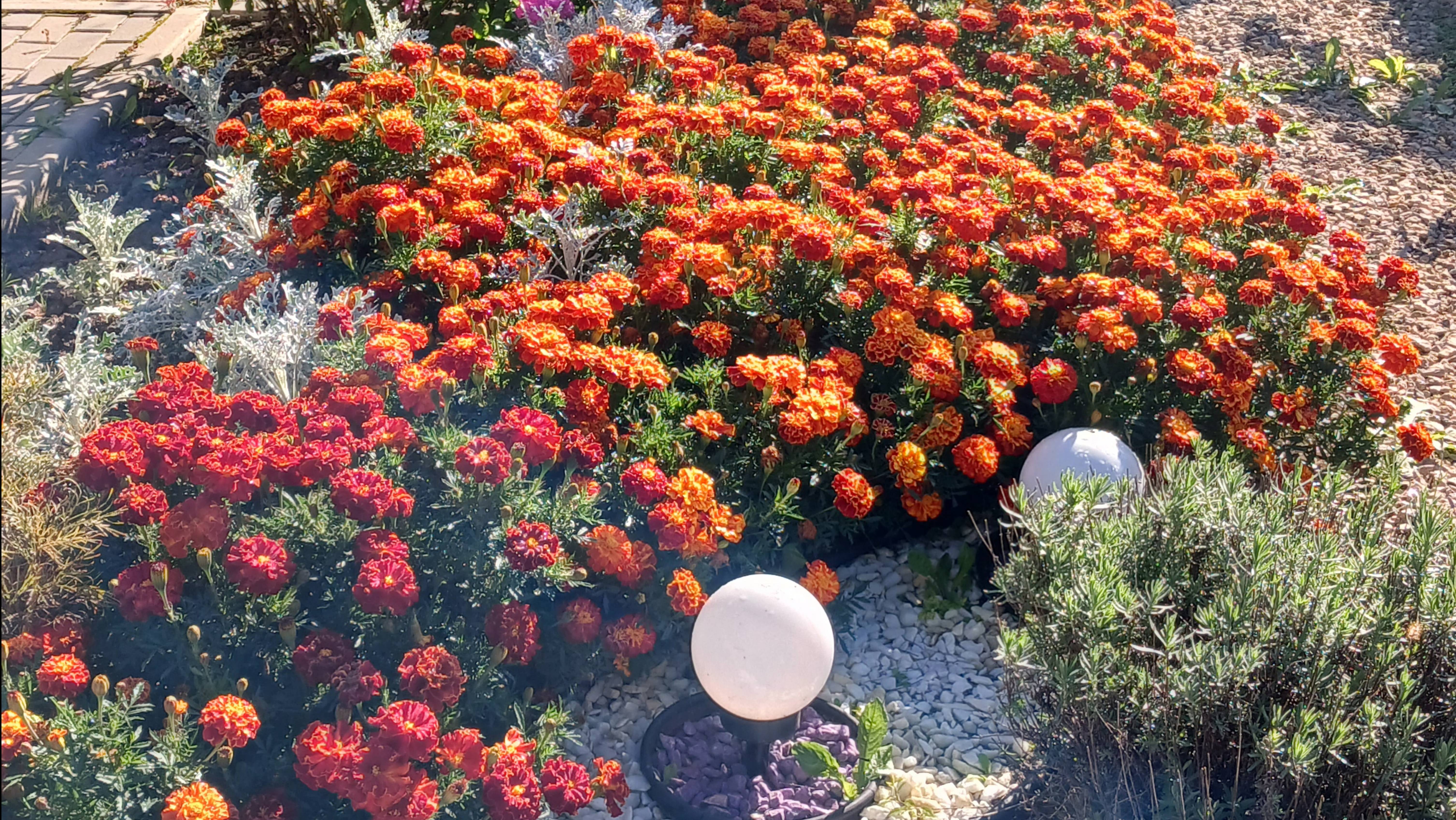 Адмирал в бархотках