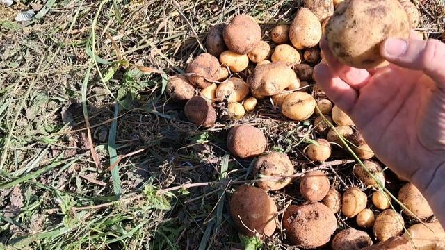 Картофель на перегнойной куче вырос